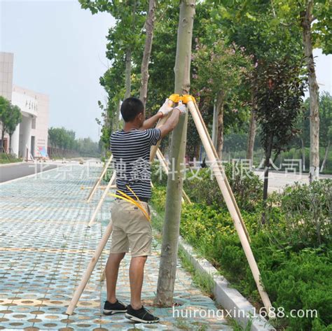 古树满堂红防护架 满堂红树 满堂红树图片 大山谷图库