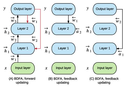 Didirectional Direct Feedback Alignment Bdfa Black Arrows Represent Download Scientific