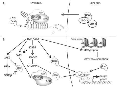 A In Unstimulated Cells Beta Catenin Is Exported From The Nucleus