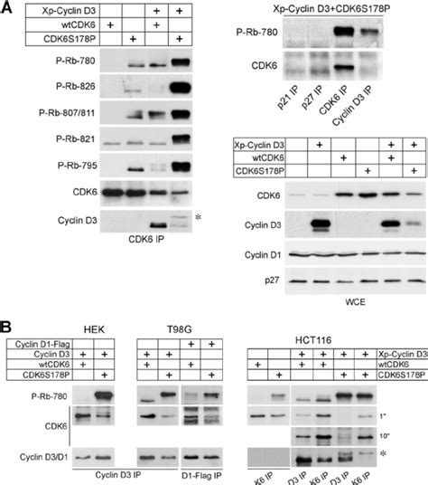 S178p Mutation Activates Cdk6 A Extracts From Cho Cells Transfected