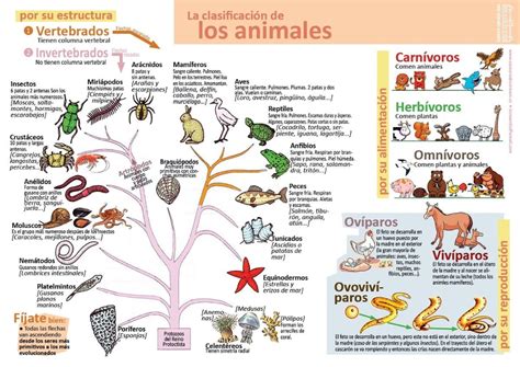 Reino Animal O Animalia Características Y Clasificación De Los