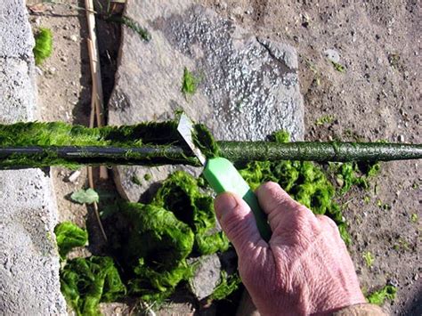 Fun With String Algae