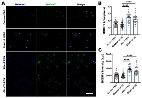 Fig S5 Dhcr7 Microglia Exhibit Enhanced Lipid Droplet Accumulation