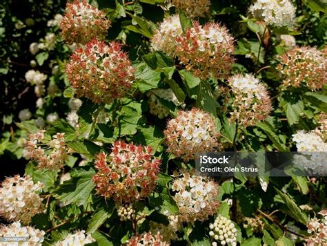 가막살나무속의 덤불에 있는 꽃의 배경에 있는 질감 나무가 피는 여름의 자연 배경과 질감 Pochyropodium의 아름다운 둥근 꽃차례 장식용 나무에 흰 꽃입니다 0명에