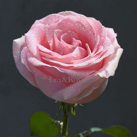Glitter Pink Roses Lexandroses
