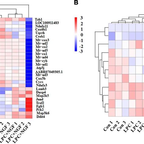 Co Expression Network Of Lncrnas And Mrnas In Pc12 The Squared Nodes