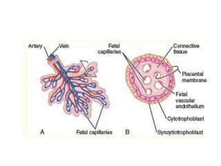 Histology Of Uterus Mammary Gland Placenta PPT