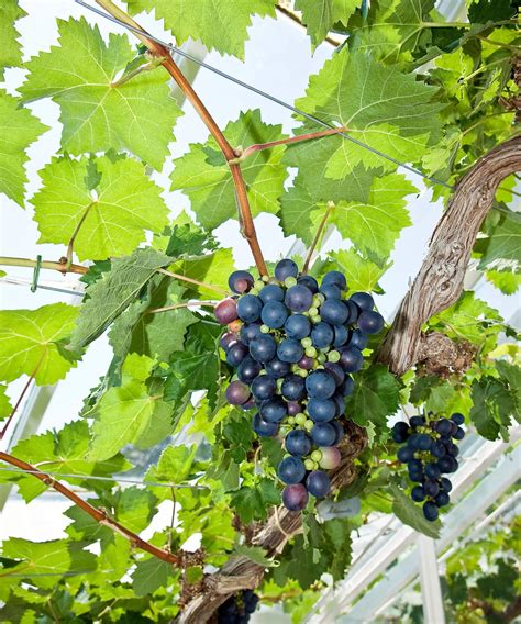 Climbing Plants To Grow Up A House 9 Expert Picks Homes And Gardens