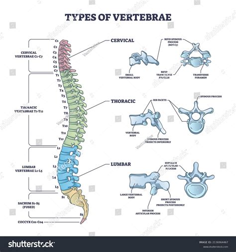 Types Vertebrae Cervical Thoracic Lumbar Division Stock Vector Royalty Free 2136964467