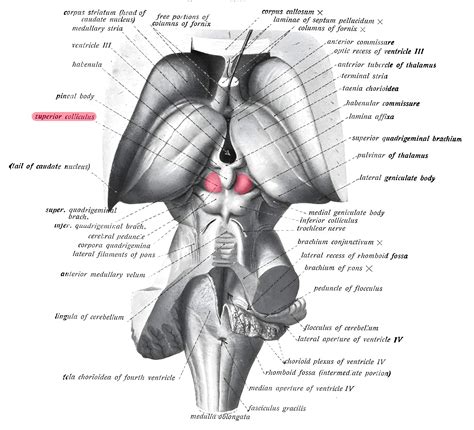 Colliculus Superior Ars Neurochirurgica
