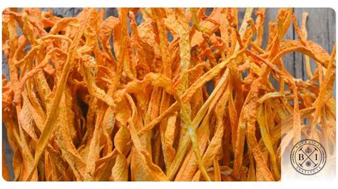 5 Cordyceps Benefits Dosage Science Backed Health Benefits Of