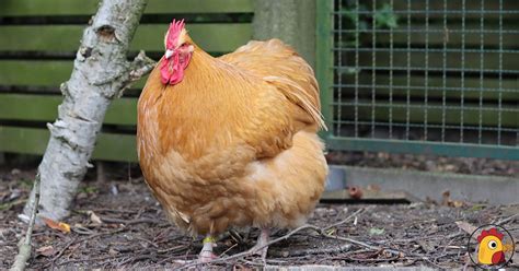 Orpington Kippen Alles Over Deze Lieve Reus Kippen Be