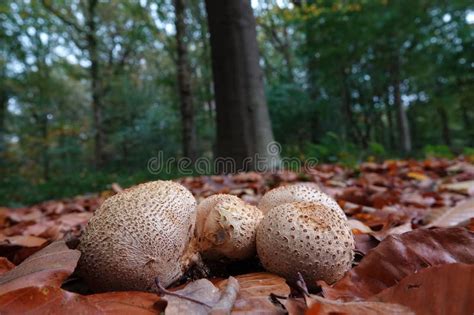 Closeup On A Poisonous Common Earthball Scleroderma Citrinum Mushroom Growing On The Ground