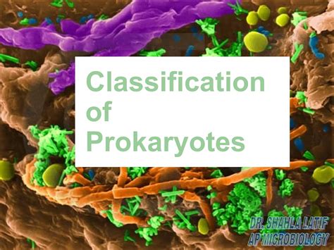 Micro Classification Of Prokaryotes Ppt