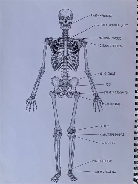 Skeleton Anterior Labelled Human Anatomy Print Medical Decoration