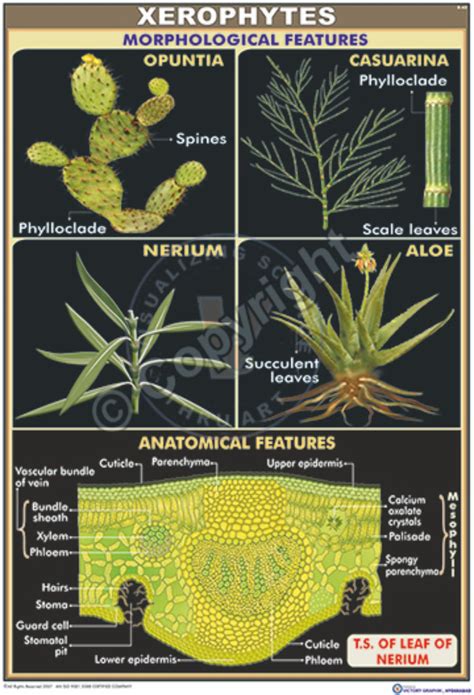 Xerophytes