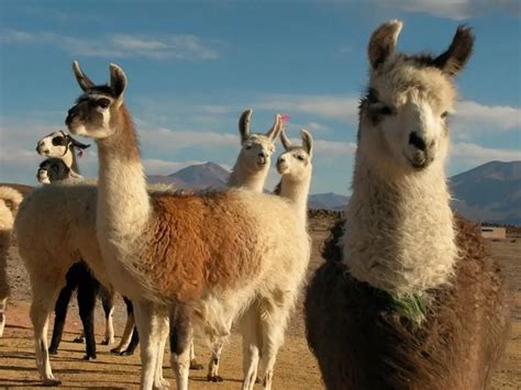 Llamas In Peru Facts History And Where To See Them In 2026