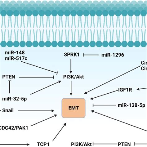 The Role Of Non Coding Rnas In Emt Regulation In Hcc Download