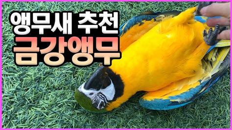 앵무새 추천 청금강마카우 Youtube