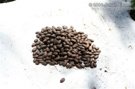 Ungulate Droppings