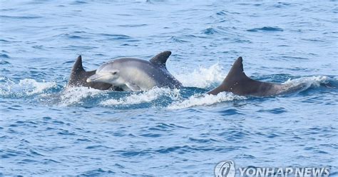 우영우 변호사에 나온 제주남방큰돌고래 법적 권리 가진다