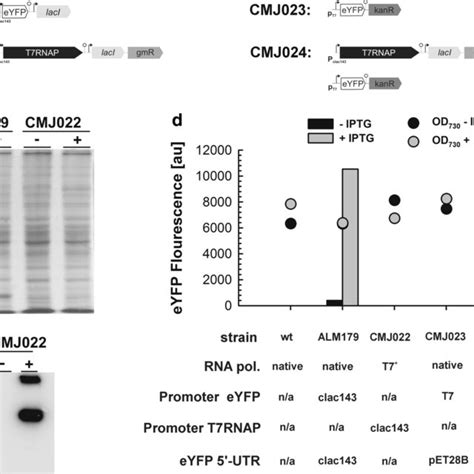 Optimization Of A T7 Rna Polymerase System In Synechococcus Sp Pcc 7002 Mirrors The Protein