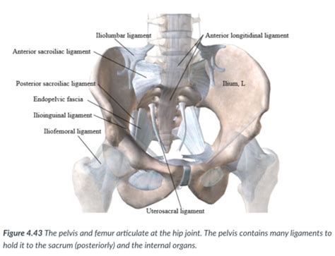 Chapter 4 Skeletal System Module 4 Joints Ligaments Flashcards Quizlet