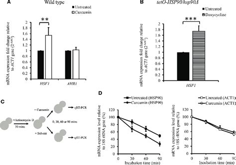 Effect Of Curcumin On The Gene Expression Of Hsf1 And Ahr1 And The