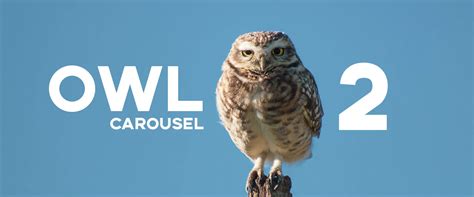 Слайдер для сайта Owl Carousel 2 — настройка просто и быстро