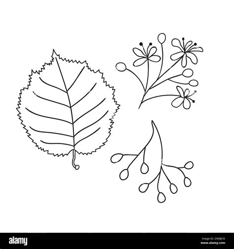 Vector Set Of Line Linden Tree Elements Isolated On White Background