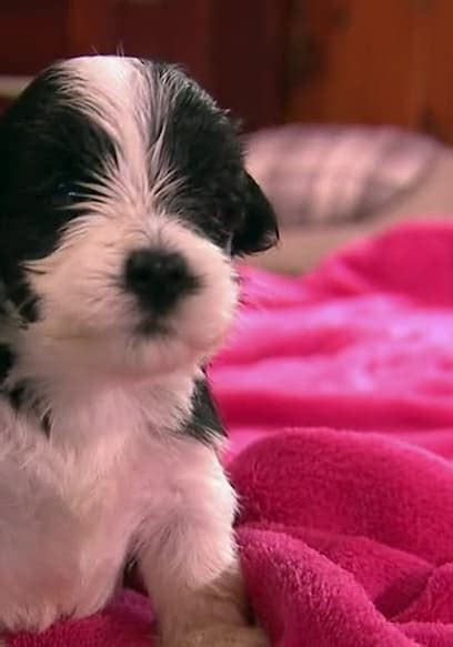 Watch Too Cute S01e07 Super Fluffy Puppies Free Tv Shows Tubi