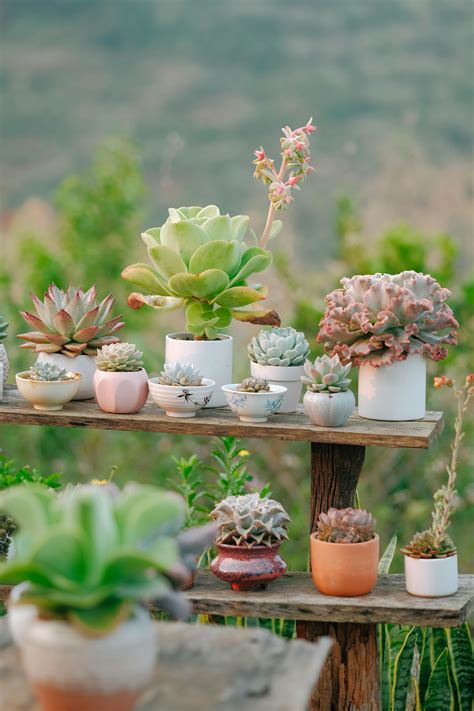 Trailing Succulents Photos Download The Best Free Trailing Succulents