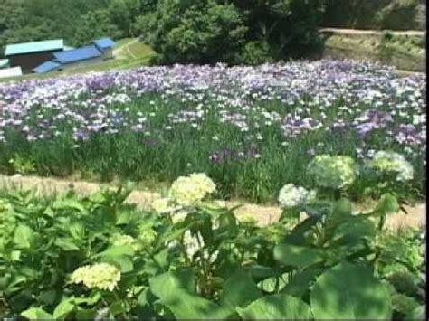 四国 ハナショウブ園 名所稲積花菖蒲園 ハナショウブ園 2010 名所探訪 YouTube