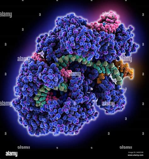 Crispr Cas Rna Dna Complex Computer Model Showing A Crispr Associated Endonuclease Cas Blue