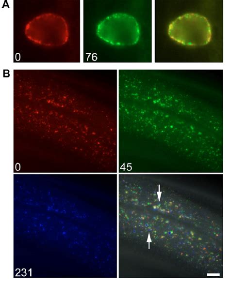 Dab 1 Gfp Puncta Are Highly Dynamic A Images Taken From A