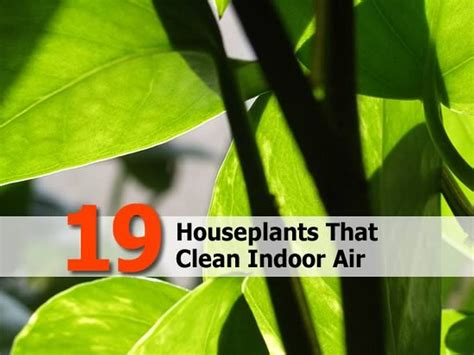19 Houseplants That Clean Indoor Air