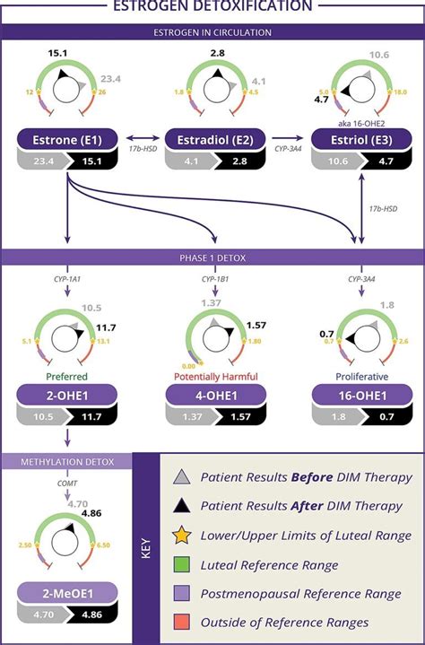 Understanding The Effects Of Dim On Urinary Estrogen Dutch Test Blog