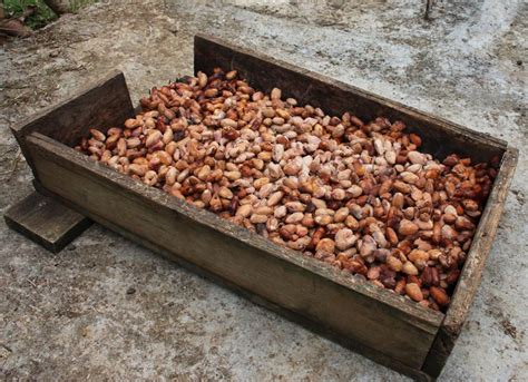 Harvesting Cocoa The Survival Gardener