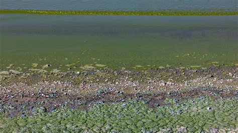 Alerta por la presencia de cianobacterias en la costa bonaerense del Río de la Plata Infobae