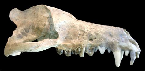 Fileandrewsarchus Mongoliensis Wikimedia Commons