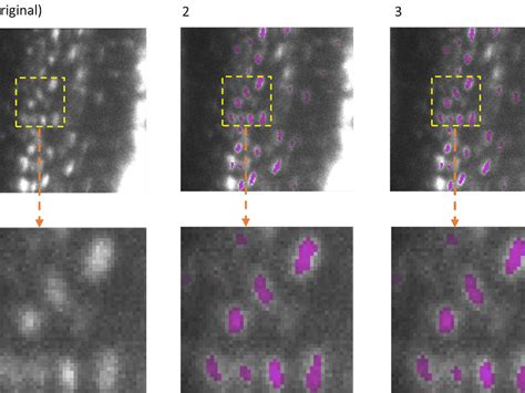 Analysis Of Microscopic Images New Open Source Software Makes Ai Models Lighter And Greener No