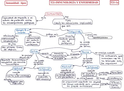 Anatomia Del Sistema Inmune Mapa Conceptual Jlibalwsap Images And