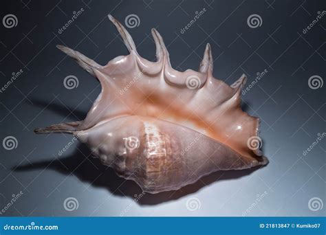 Rapa Whelk Stock Image Image Of Wallpaper Whelk Fish 21813847