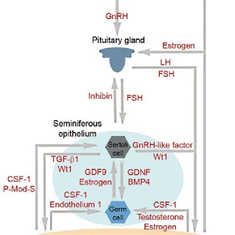 Pdf Human Spermatogenesis And Its Regulation
