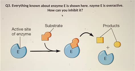 Solved Q3 ﻿everything Known About Enzyme E ﻿is Shown Here