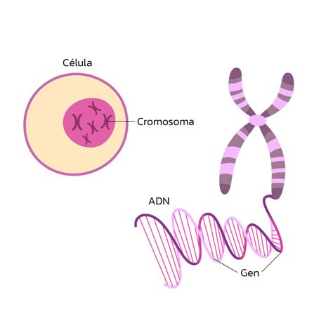 What Are Genes Health In Code