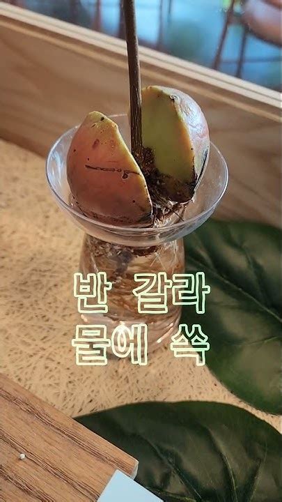 아보카도 씨앗 버리지 마세요~ 아보카도씨앗 에서 카우기까지 아보카도키우기 의 매력 Shorts Youtube