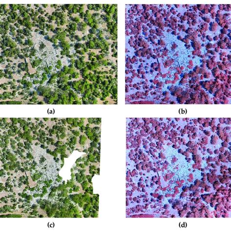 Data Terrain Models Constructed After Vegetation Filtering Produced Download Scientific