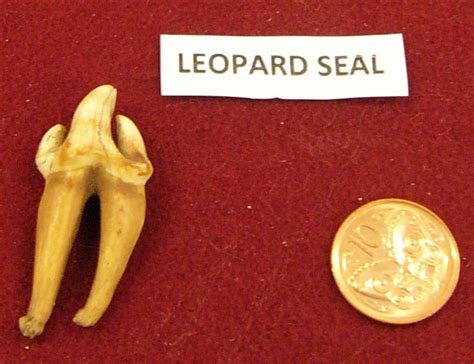 Tooth Leopard Seal Oceania New Zealand 0000 1339 Ehive