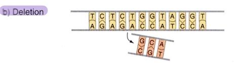 C Mutability Dna Repair Flashcards Quizlet